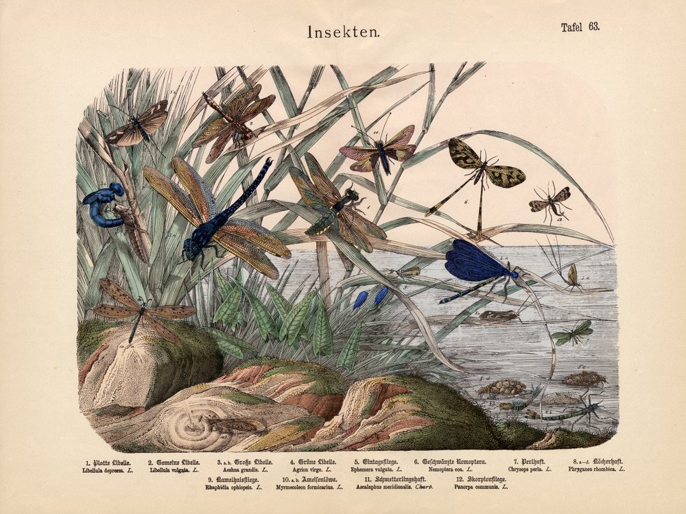 Insects by German School: Highest-quality art reproduction