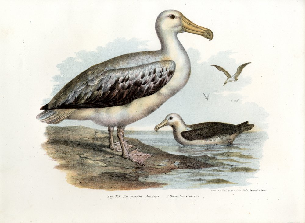 Wandering Albatross by German School: Buy fine art print