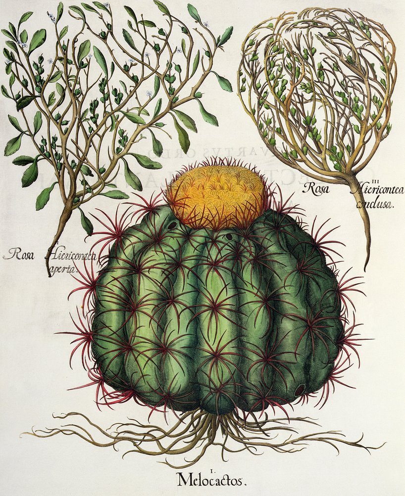 Melocactus and Roses, from the Hortus Eystettensis by Basil Besler, pub ...