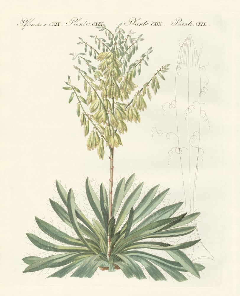 Adam's Needle by German School: Buy fine art print