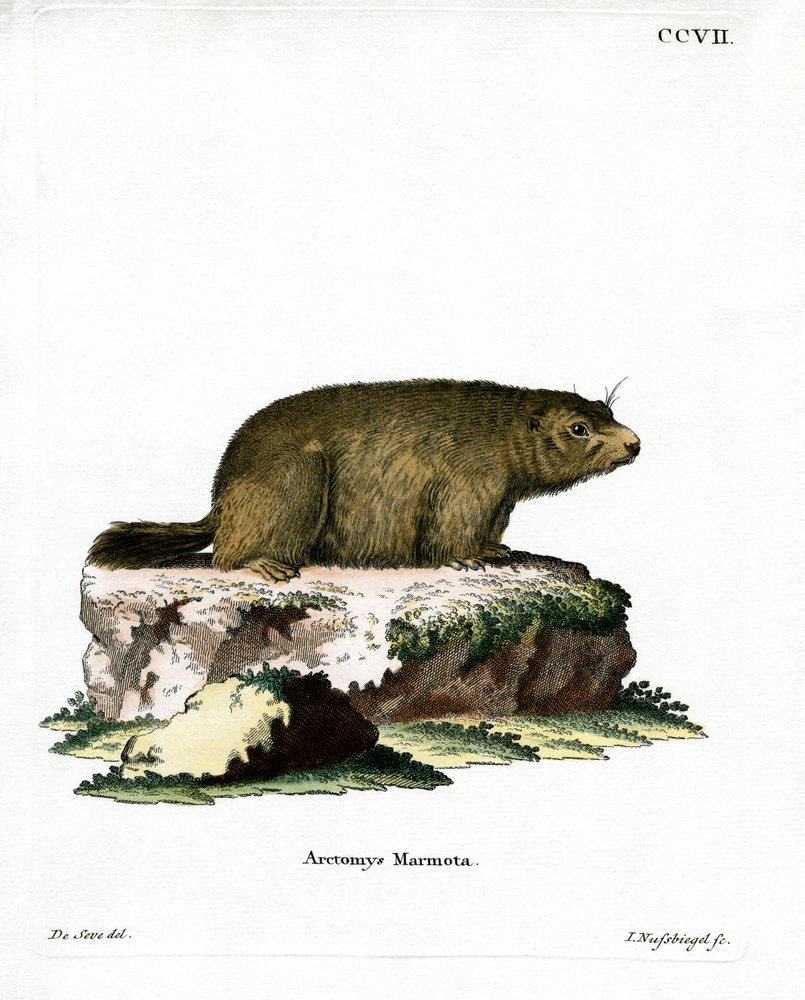 Alpine Marmot by German School: Buy fine art print