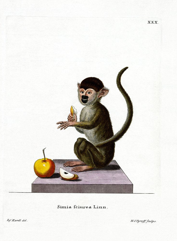 Common Squirrel Monkey by German School: Fine art print