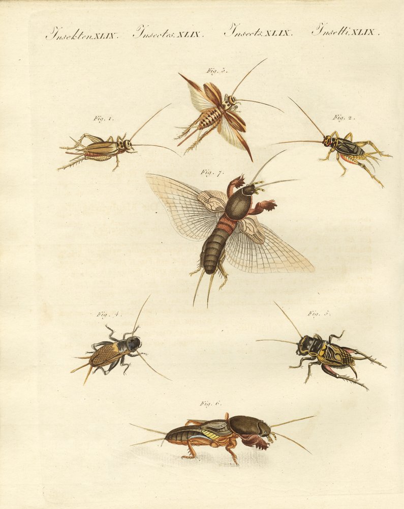 Different Kinds Of Local Crickets By German School