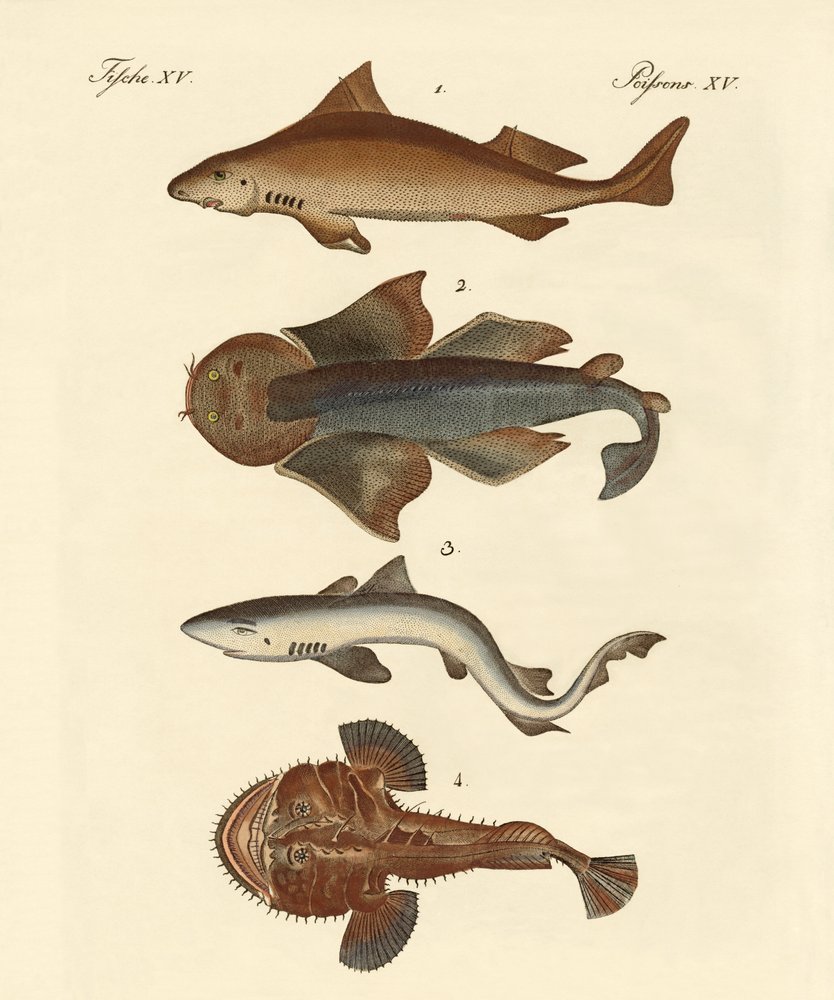 Different Kinds of Sharks by German School: Fine art print
