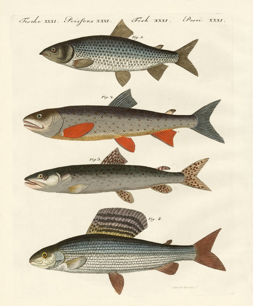 German river fish by German School: Buy fine art print