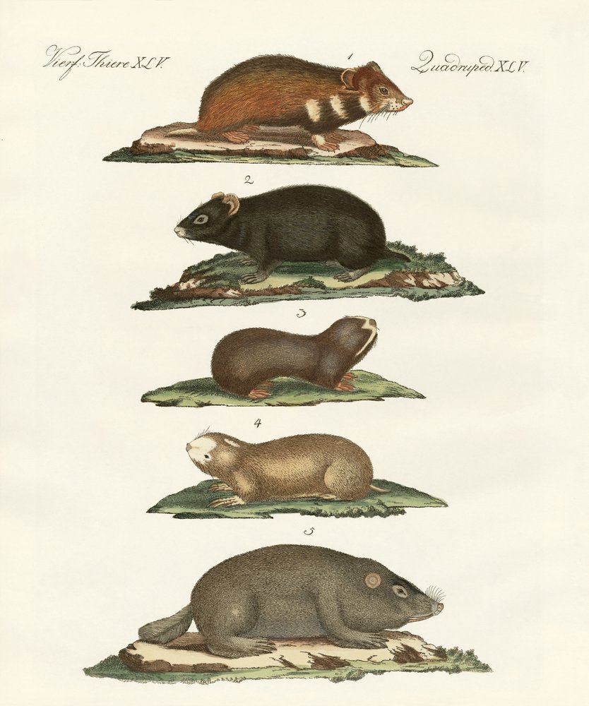 Hamsters and Field Voles by German School: Fine art print