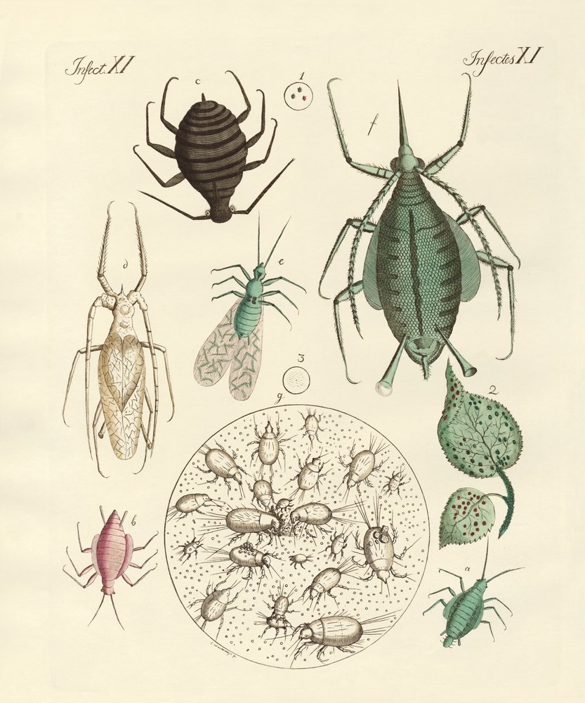 Harmful Insects by German School: Buy fine art print