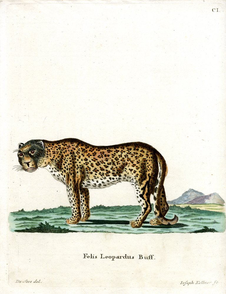 Leopard by German School: Highest-quality art reproduction