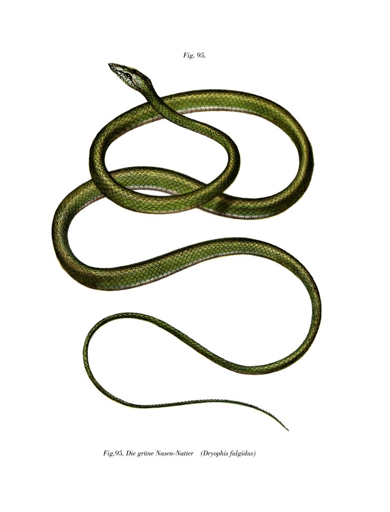 Long-nosed Tree Snake by German School: Buy fine art print