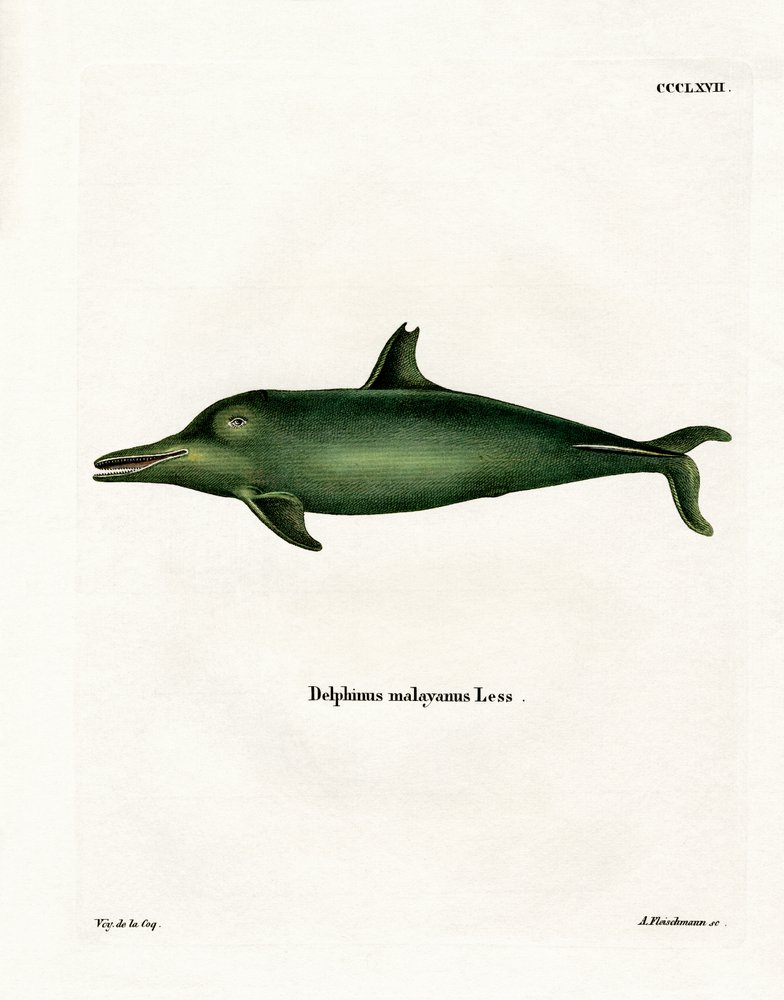 Malayan Dolphin by German School: Buy fine art print