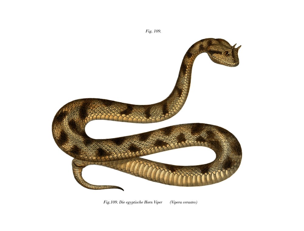 Sahara Sand Viper by German School: Buy fine art print