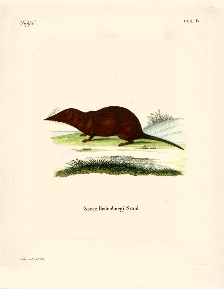 Shrew by German School: Highest-quality art reproduction