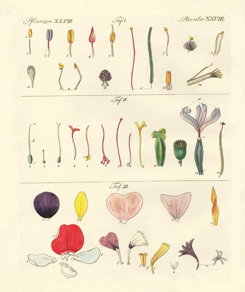 Single Flower Parts by German School: Buy fine art print