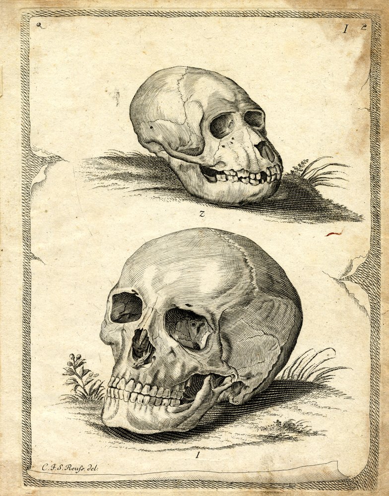Skulls by German School: Highest-quality art reproduction