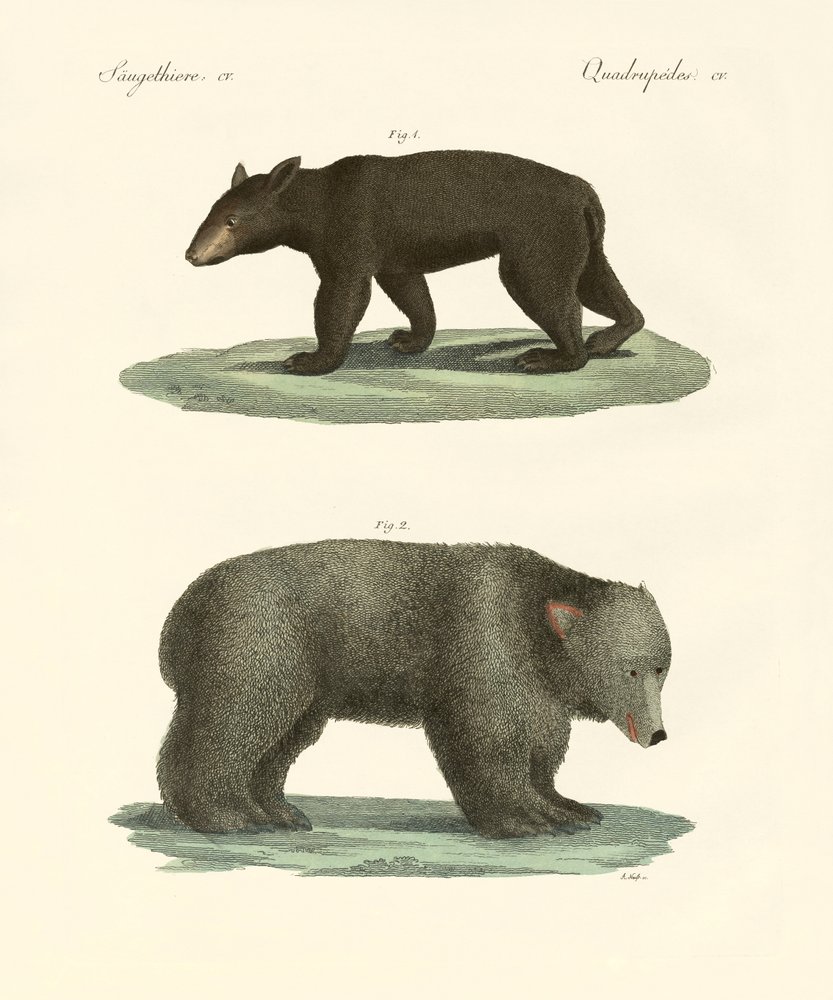 Strange Bears by German School: Buy fine art print