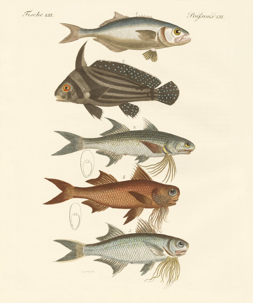 Strange Fish by German School: Buy fine art print