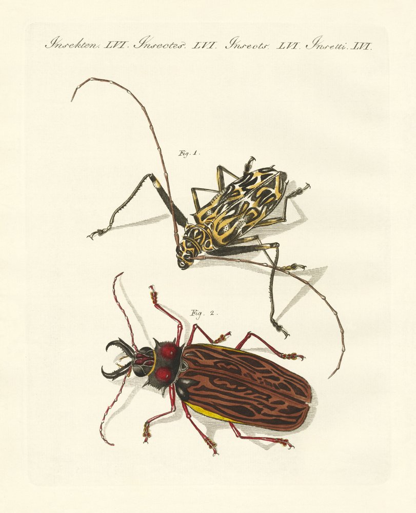 Strange Foreign Beetles by German School: Fine art print