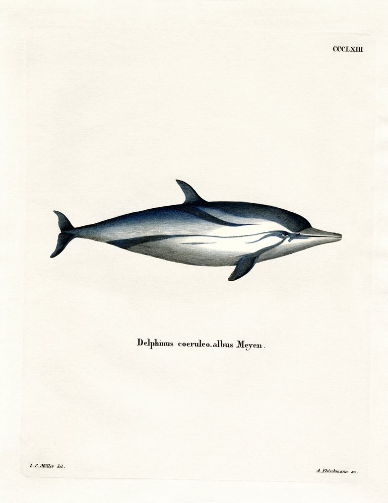 Striped Dolphin by German School: Buy fine art print