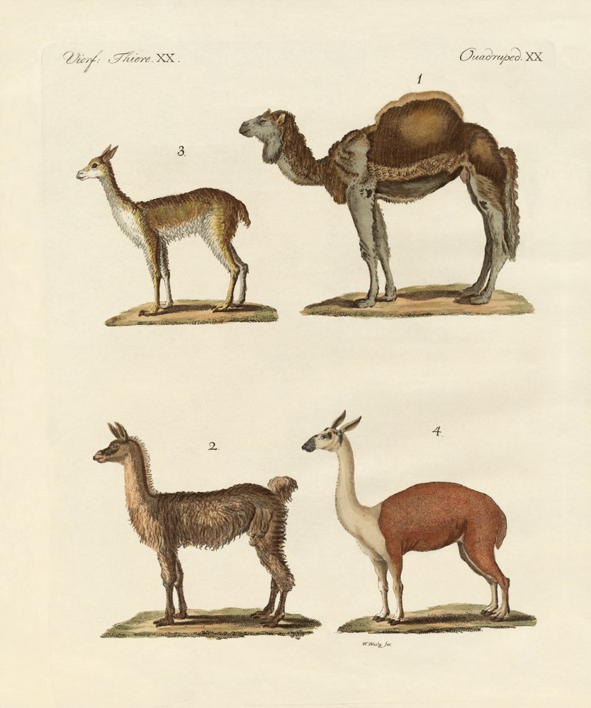 Various Camels by German School: Buy fine art print