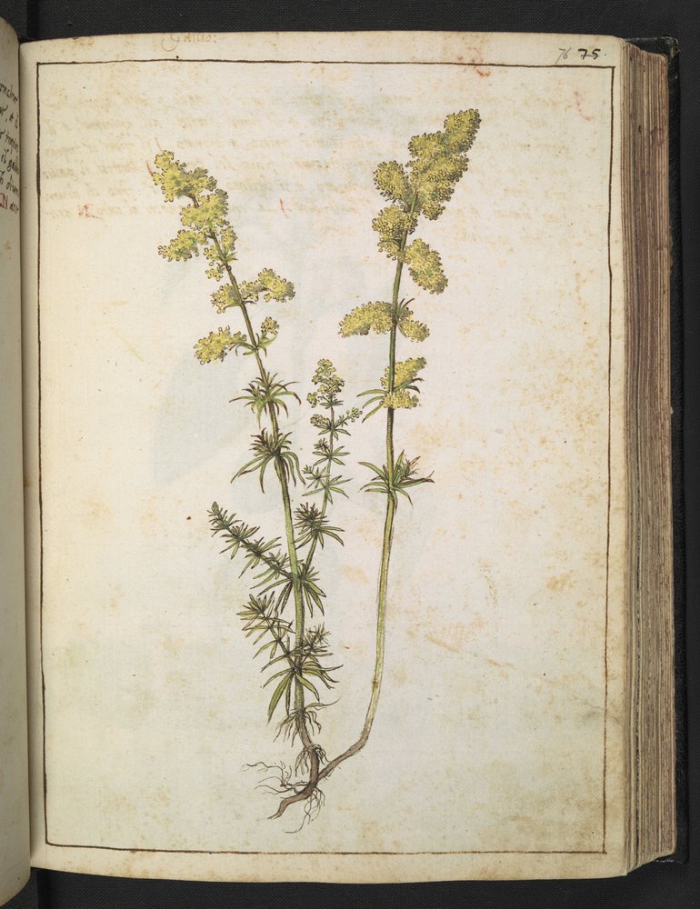 A plant with yellow foliage, from 'Paintings of Flora of the Roman ...