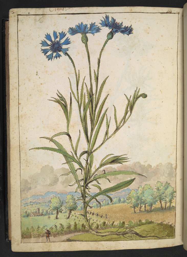 Centaurea cyanus: A flower with blue petals, from "Paintings of Flora ...