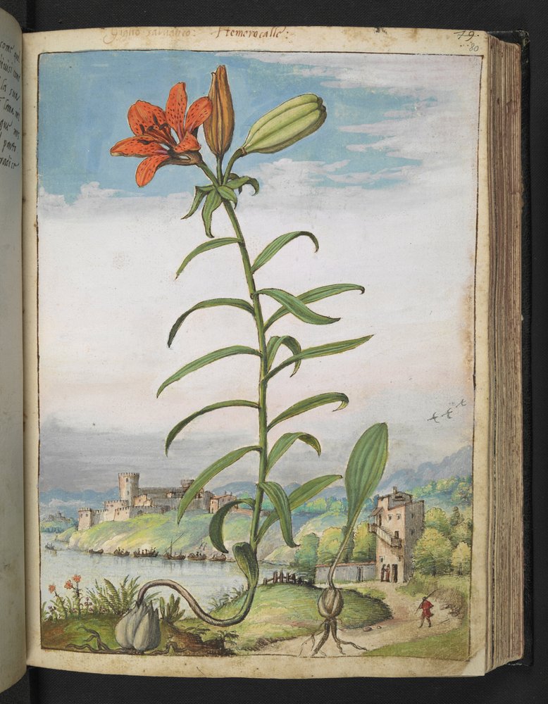Lilium bulbiferum: A plant with red petals, from 'Paintings of Flora of ...