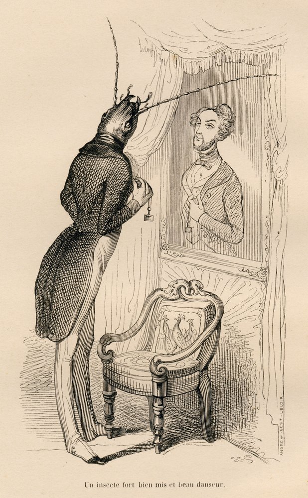 Insect looking at its human reflection in the mirror. Illustrated ...
