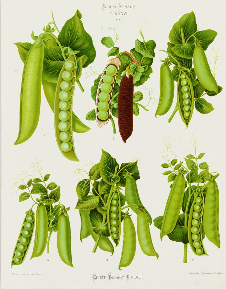 Peas: from the Album Benary, Tab. XXVII