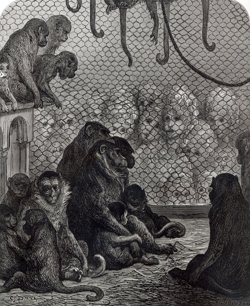 'London' Monkeys by Gustave Dore: Buy fine art print