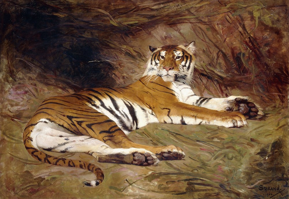 A Reclining Tiger by Gustave Surand: Buy fine art print