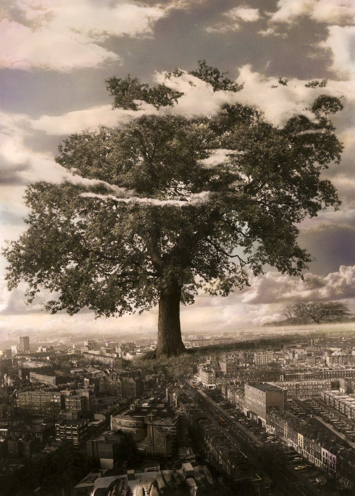 The Tree in Islington by Hag Hag: Buy fine art print