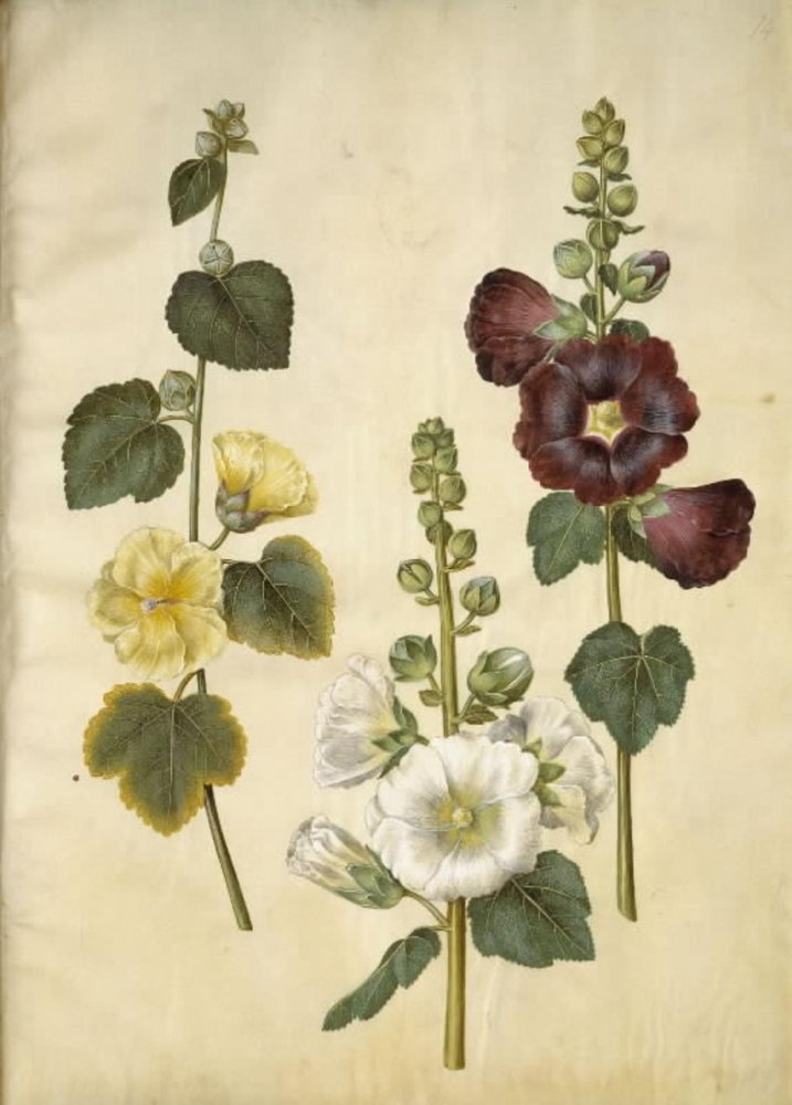 Hollyhock by Hans Simon Holtzbecker: Buy fine art print