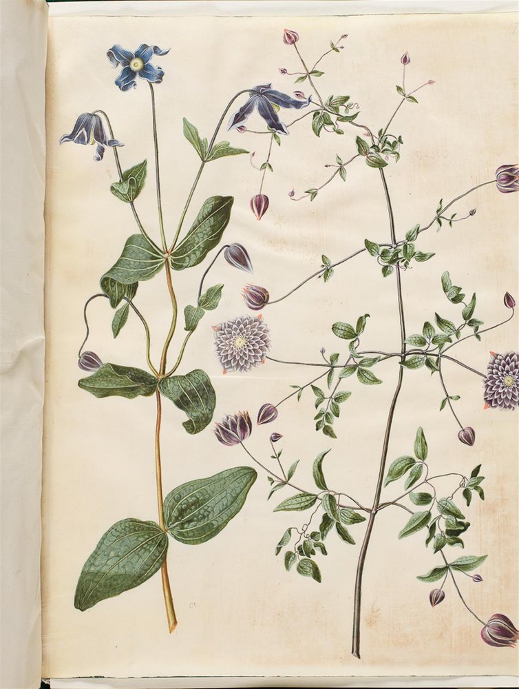Clematis integrifolia (Blue Clematis); Clematis viticella (Italian ...