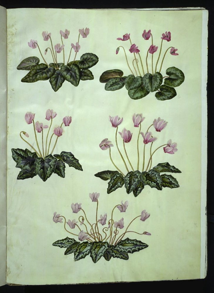Cyclamen Purpurascens (Alpine Violet); Cyclamen Hederifolium (Ivy ...