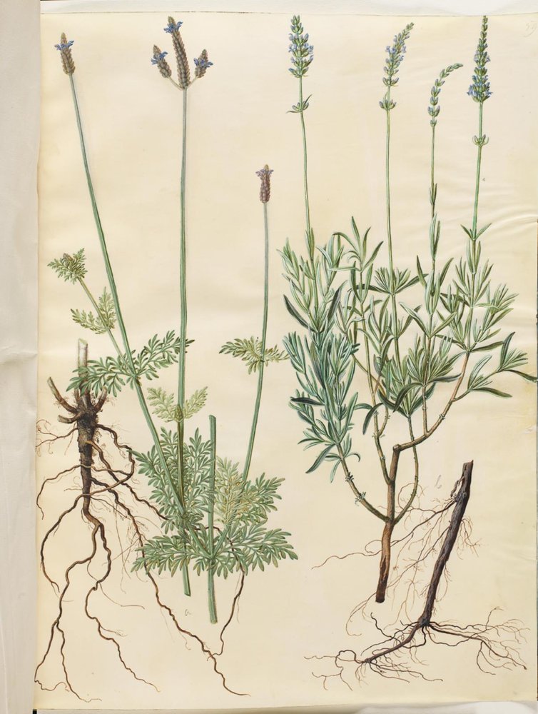Lavandula multifida; Lavandula angustifolia