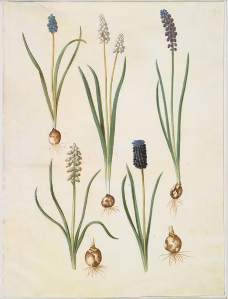 Muscari botryoides (Common Grape Hyacinth); Muscari racemosum ...