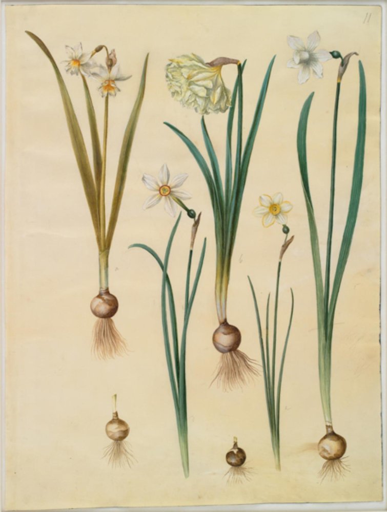 Narcissus ×medioluteus (Two-flowered Narcissus); Narcissus ...