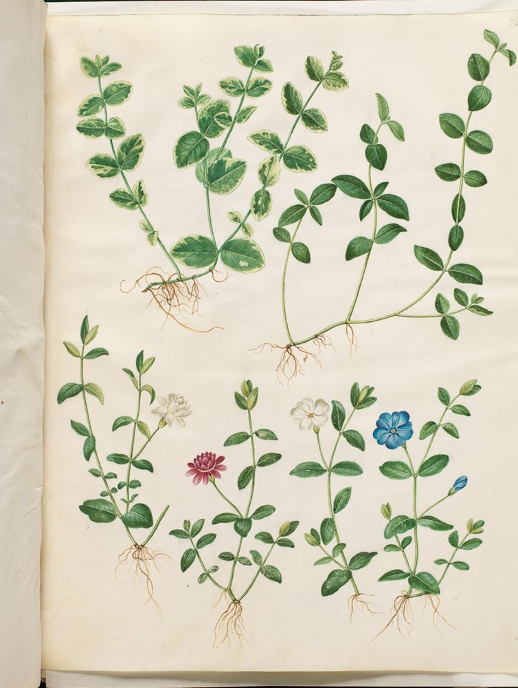 Vinca minor by Hans Simon Holtzbecker: Buy fine art print