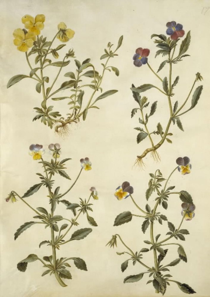 Viola Cornuta (Horn-Viol); Viola Tricolor (Common Pansy)