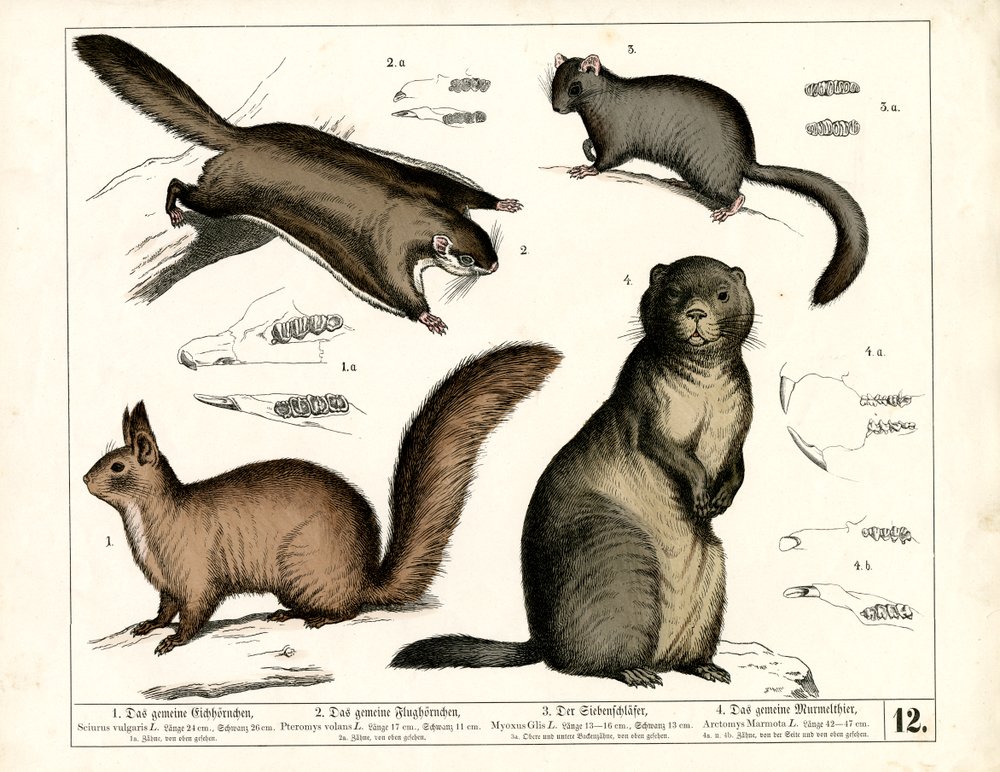 European Rodents by Heinrich Leutemann: Buy fine art print
