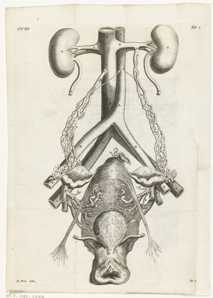 Anatomical illustration of the female genital organs and the kidneys ...