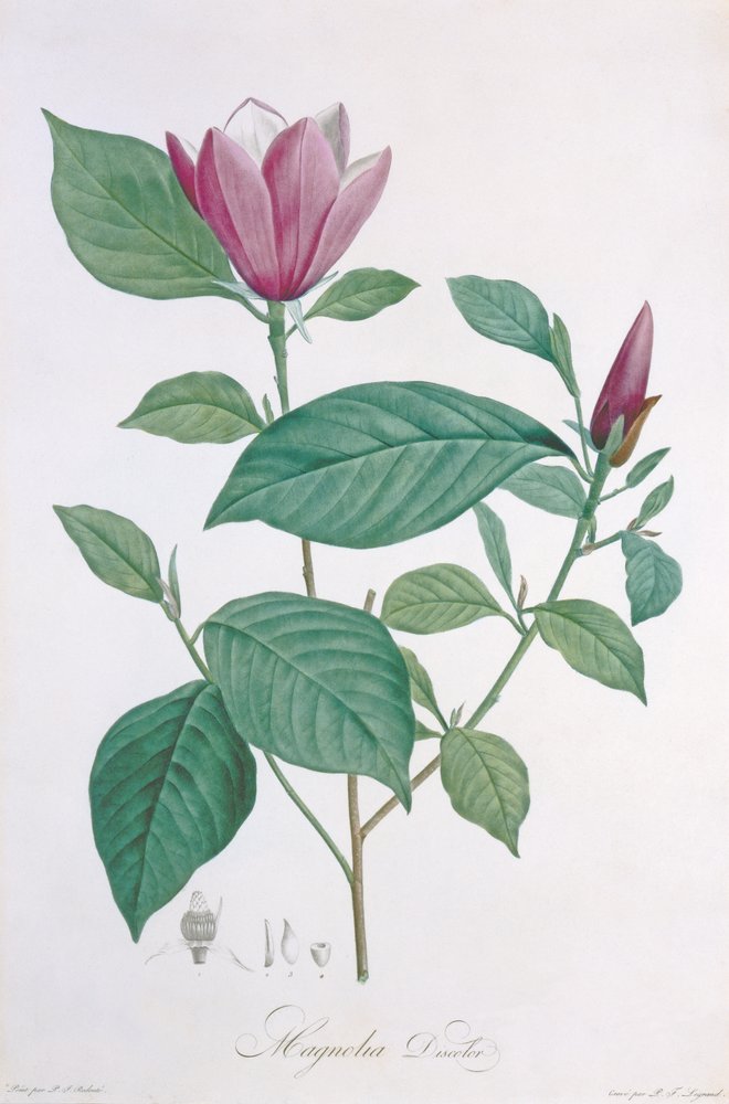 Magnolia discolor, engraved by Legrand