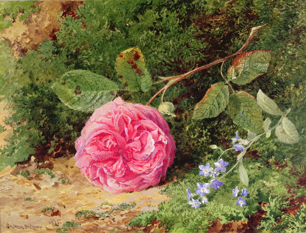 Pink Rose on a Mossy Bank, 1875 by Henry Sutton Palmer