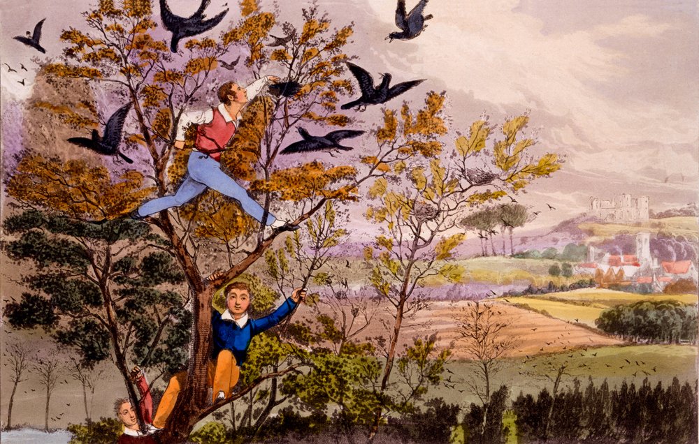 Raiding the Rook's Nest by Henry Thomas Alken