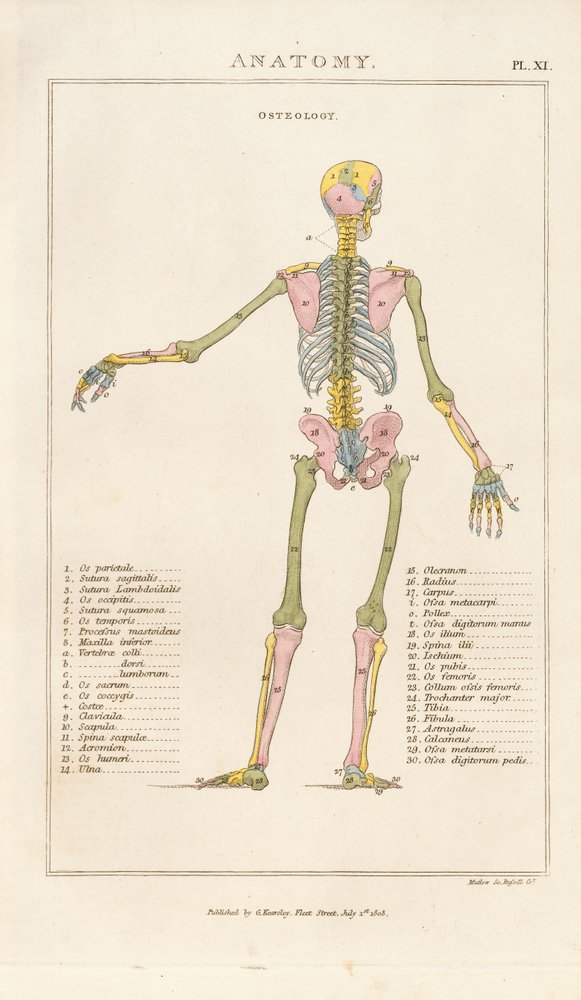 Color-coded Human Skeleton – Posterior View