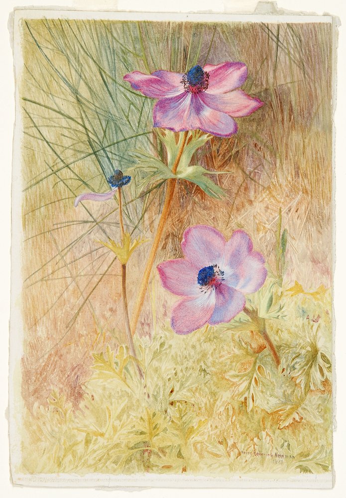 Florentine Wild Anemones by Henry Roderick Newman
