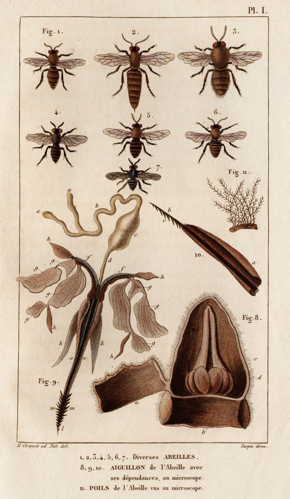 Various bees. 'Fauna of the Doctors or History of Animals and Their ...