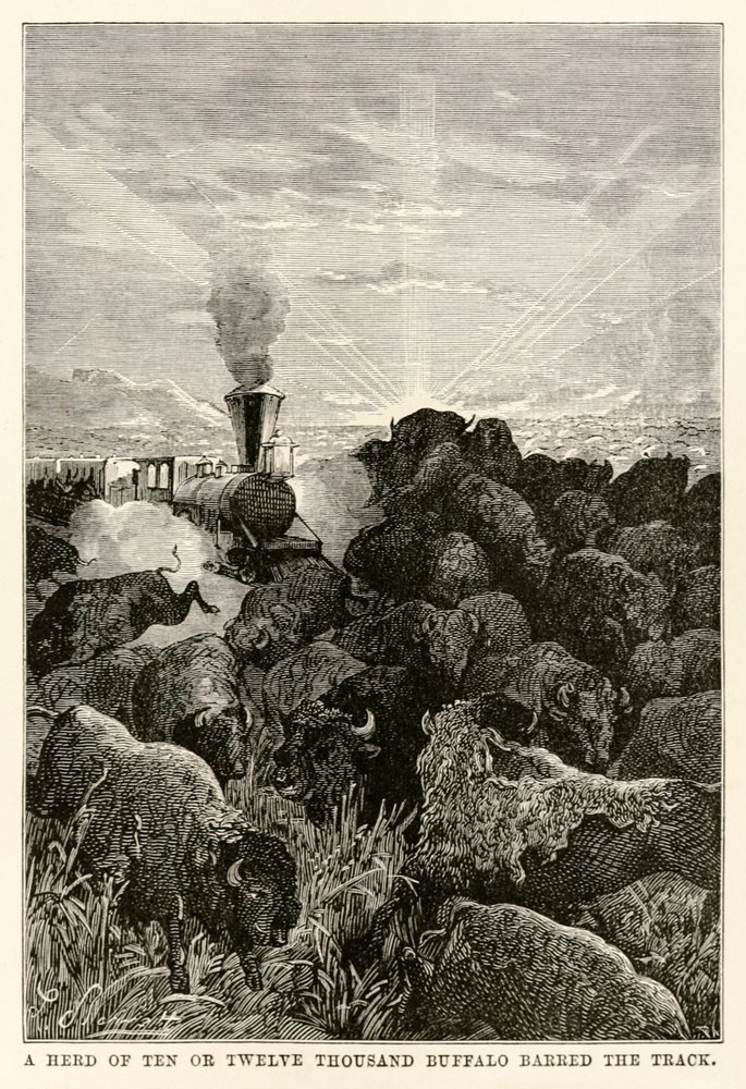 A herd of ten or twelve thousand buffalo barred the track, from Around ...