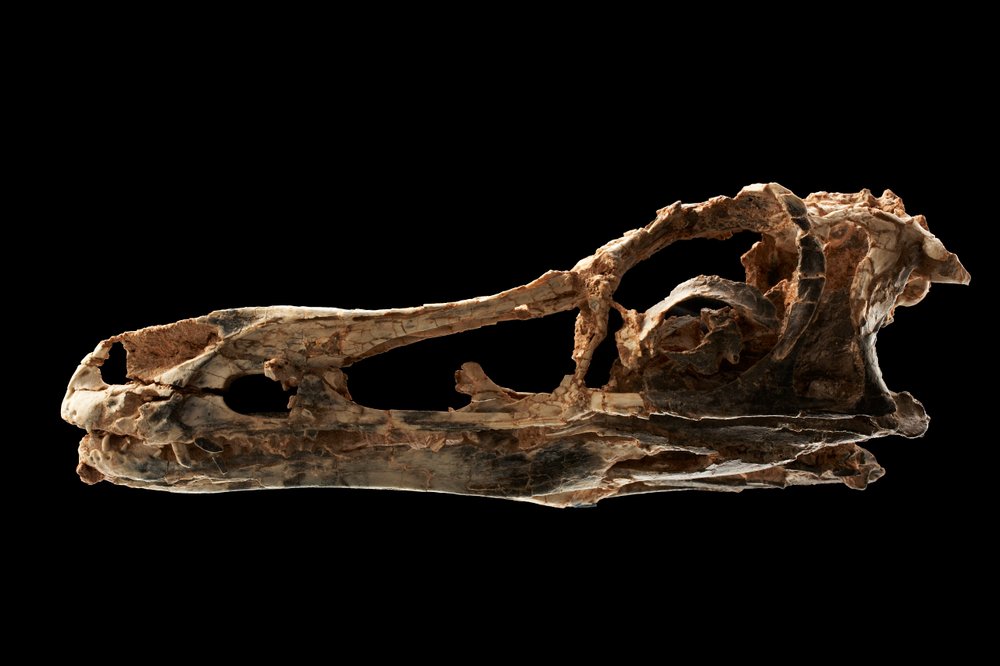 Alvarezsaur-like Dinosaur Skull at the IVPP in Beijing, China