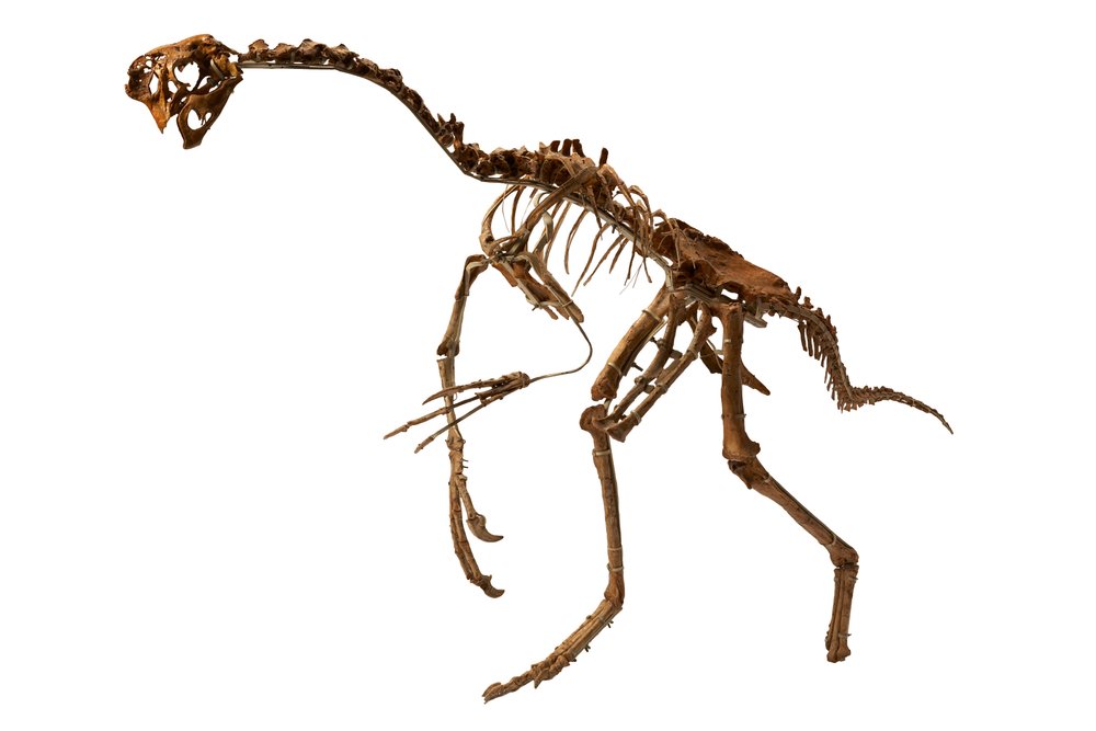 An Almost Complete Oviraptor from Mongolia by Ira Block